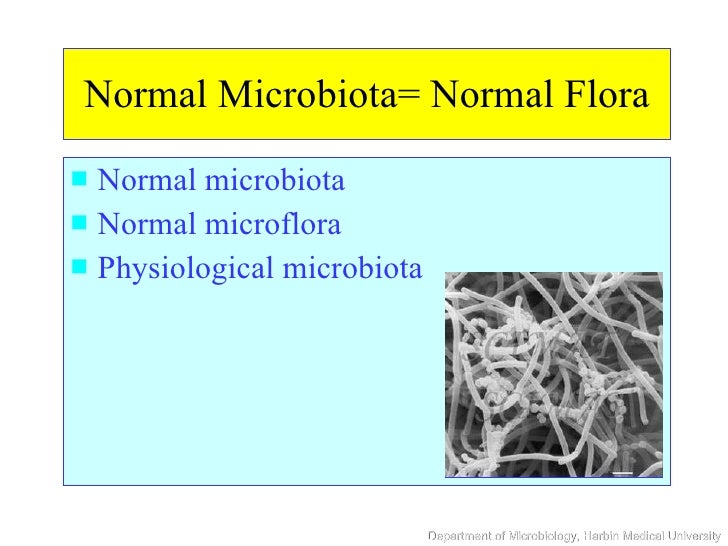normal microbial flora