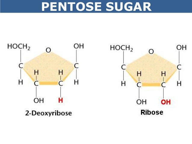 07 Nucleic Acids