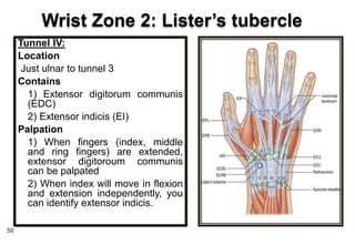 Listers Tubercle Palpation