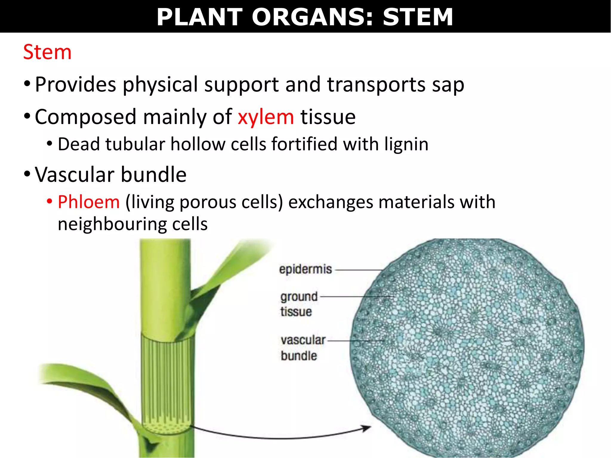 07 plant cells, tissues and organs | PPTX