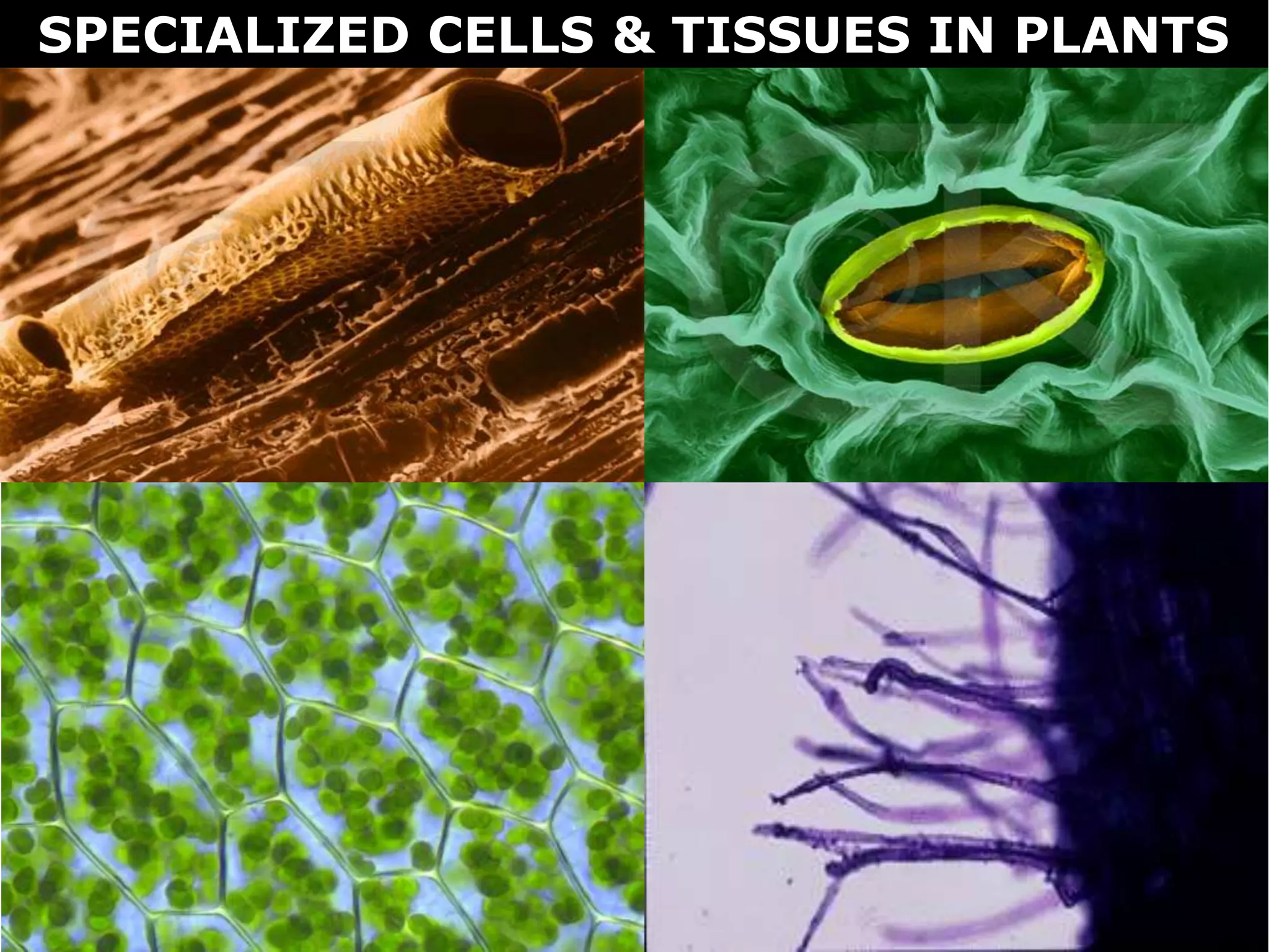 07 plant cells, tissues and organs | PPTX