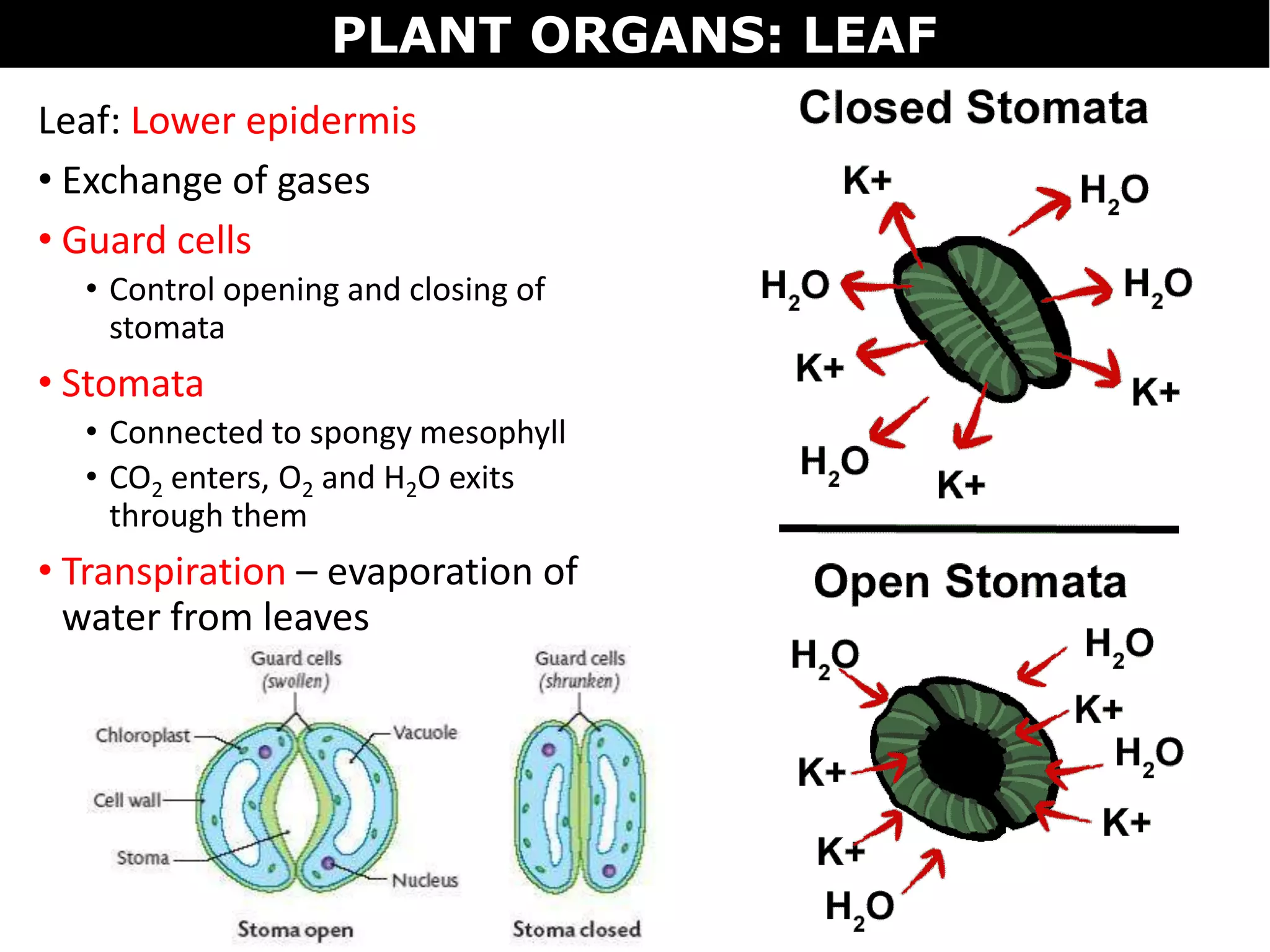 07 plant cells, tissues and organs | PPTX