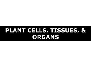 07 plant cells, tissues and organs | PPTX