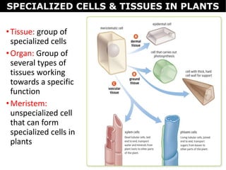 07 plant cells, tissues and organs | PPTX