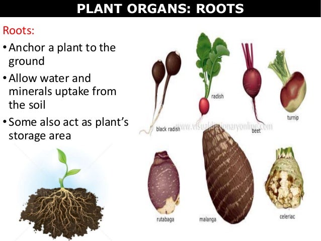 07 plant cells, tissues and organs