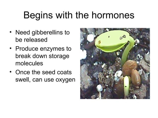 07 plant mating | PPT