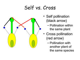 07 plant mating | PPT