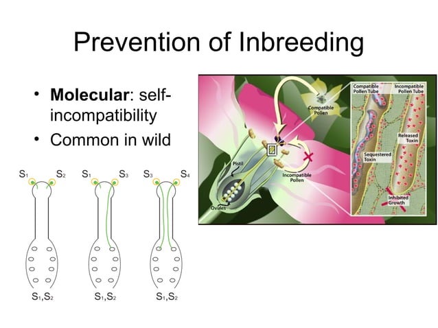07 plant mating | PPT
