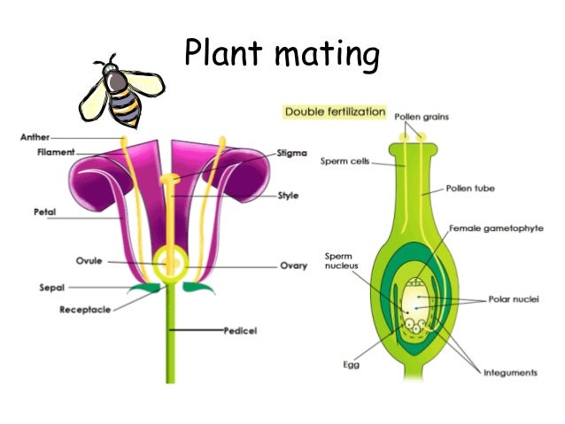 07 plant mating