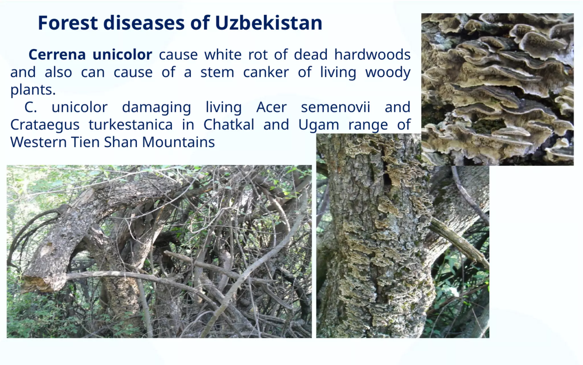 Biodiversity of Uzbekistan: fungi in the forest ecosystems | PDF