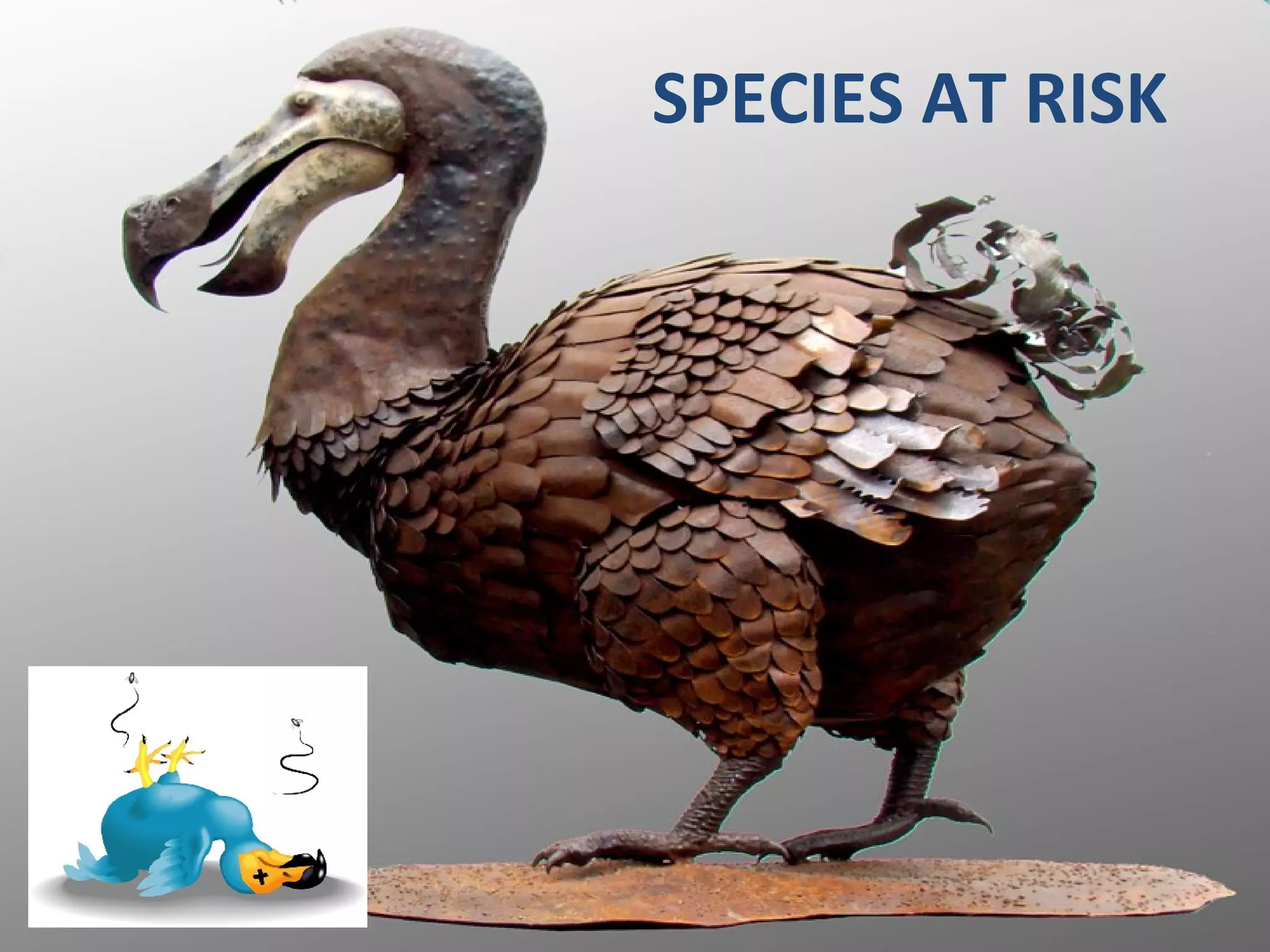 07 species at risk | PPT