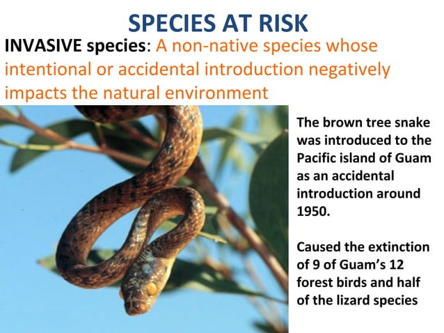 07 species at risk | PPT | Agriculture | Industries