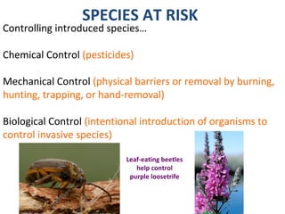07 species at risk | PPT