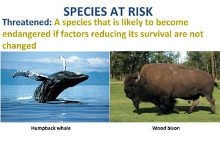 07 species at risk | PPT