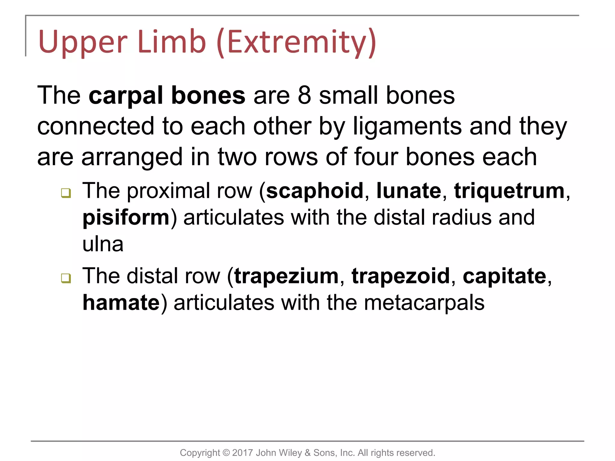07 The Skeletal System - Appendicular Skeleton.pdf