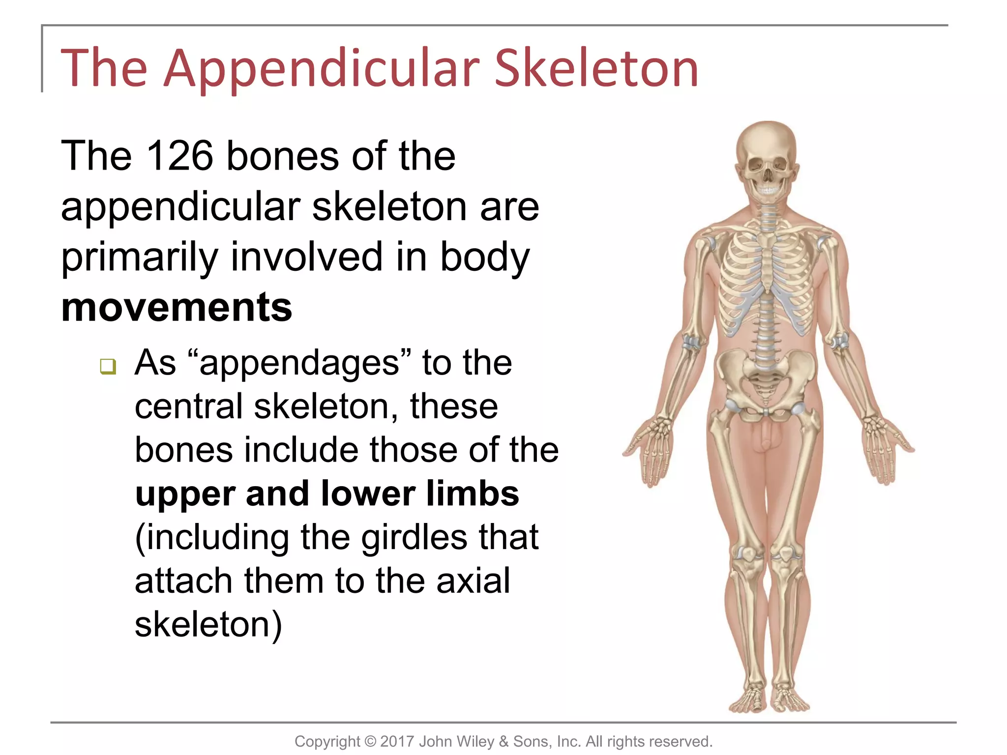 07 The Skeletal System - Appendicular Skeleton.pdf