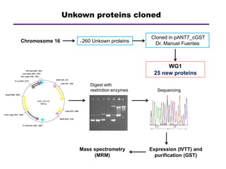 07_WG1.Otras_estrategias_de_expresion.ppt