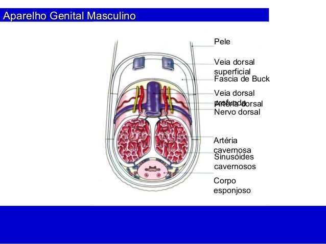 Aparelho genital masculino