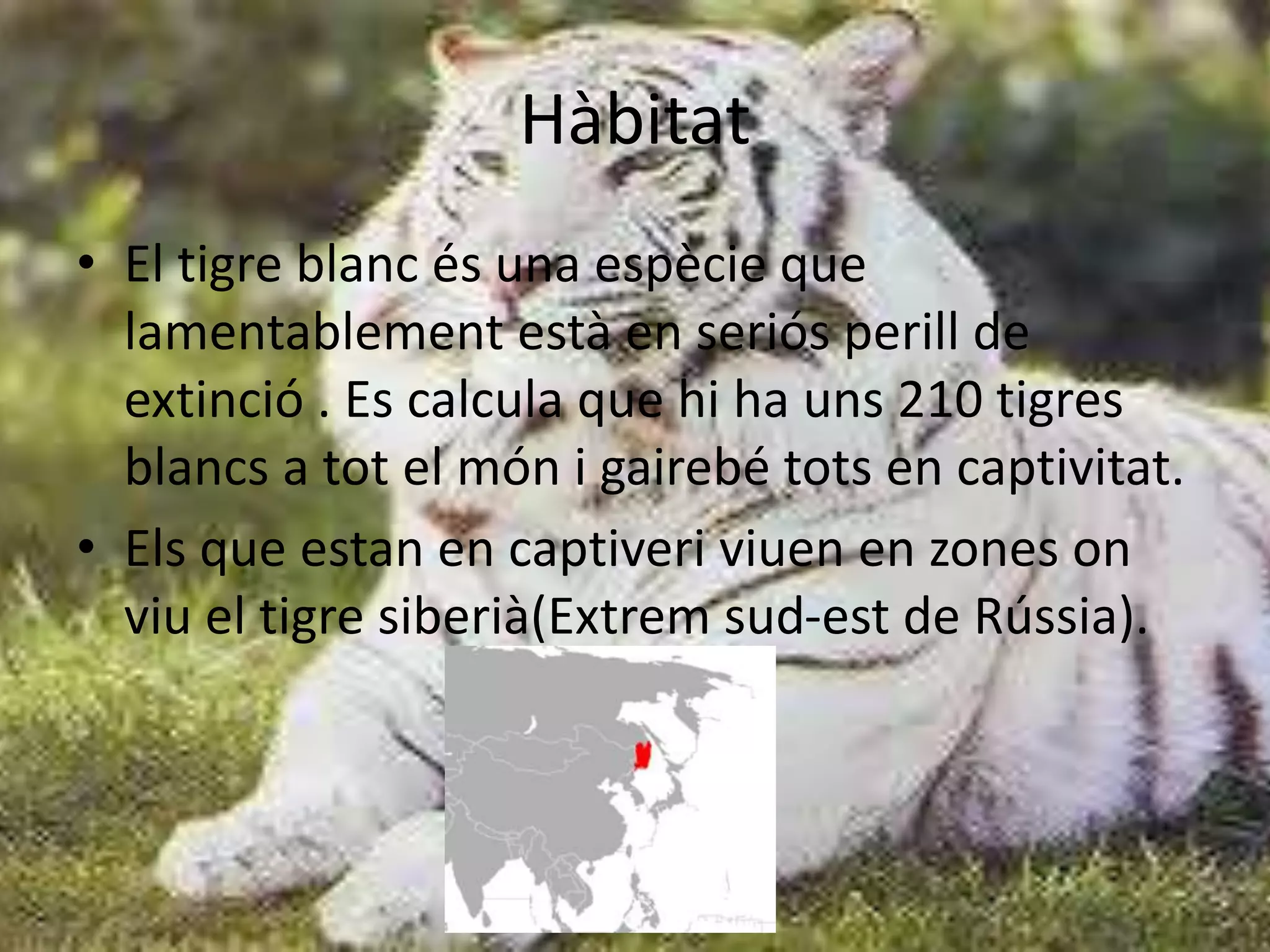 08.tigre blanc | PPTX