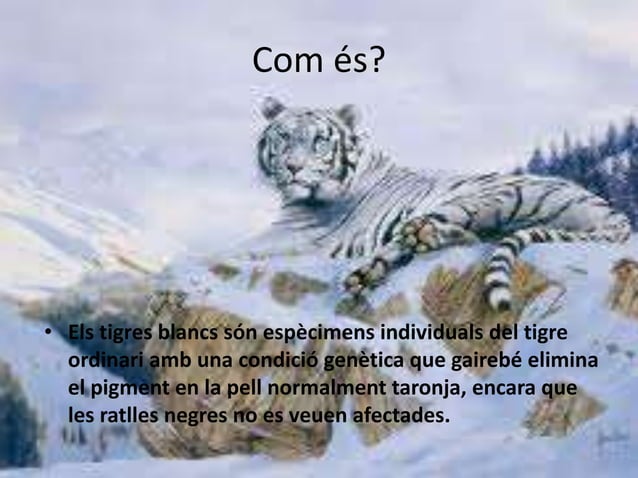 08.tigre blanc | PPTX