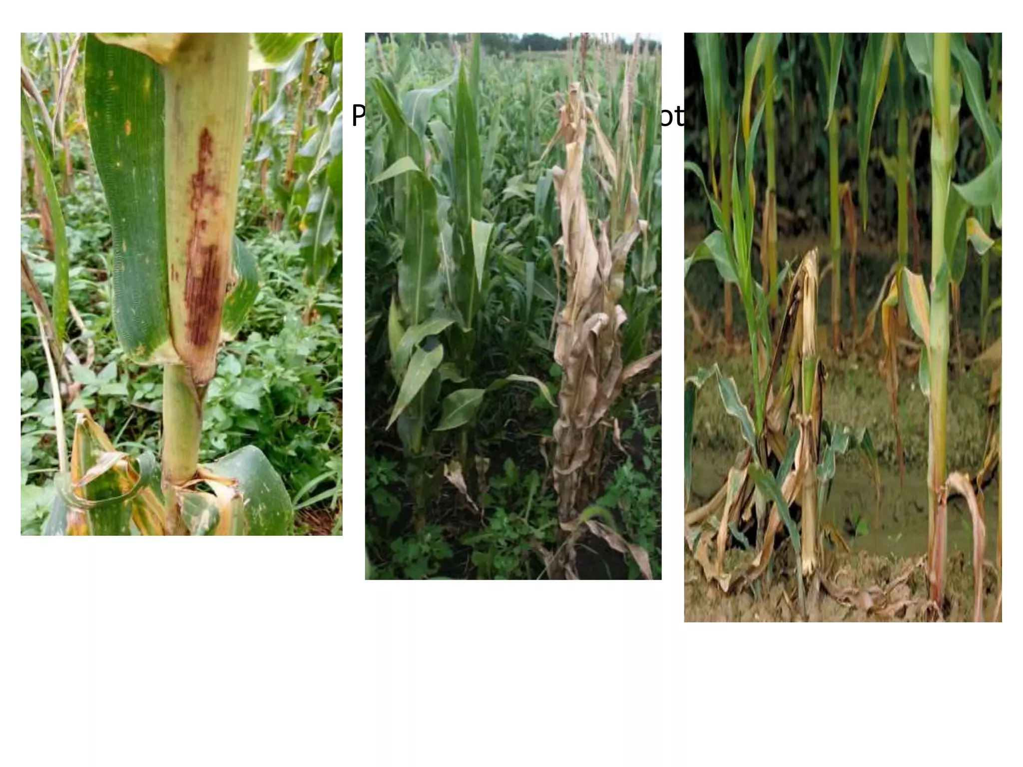 MAIZE STALK ROT | PPTX