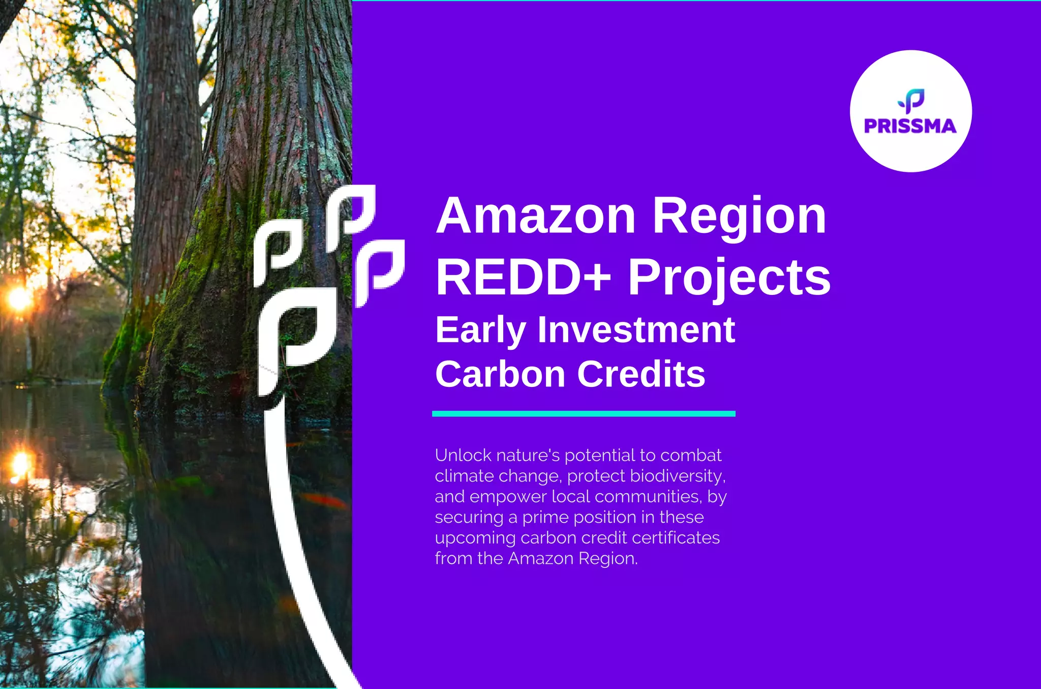 AMAZON REGION REDD+ PROJECTS | PDF
