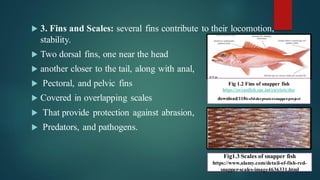 08.Snapper Fish.pdf. Snapper fish stand out as prized species in the ...