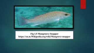 08.Snapper Fish.pdf. Snapper fish stand out as prized species in the ...