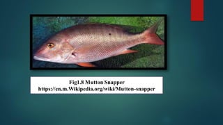 08.Snapper Fish.pdf. Snapper fish stand out as prized species in the realm of seafood, | PDF