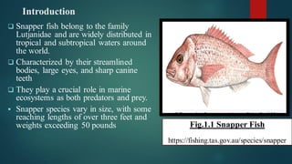 08.Snapper Fish.pdf. Snapper fish stand out as prized species in the ...