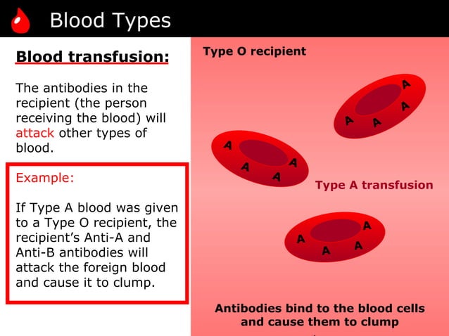 08 blood types | PPT