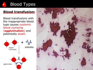 08 blood types | PPT