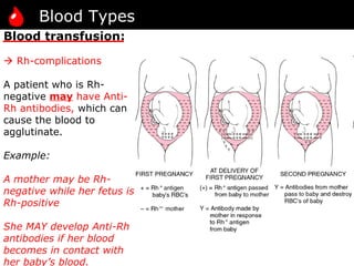 08 blood types | PPT