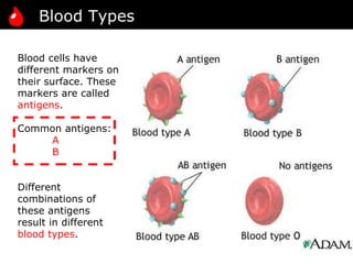 08 blood types | PPT