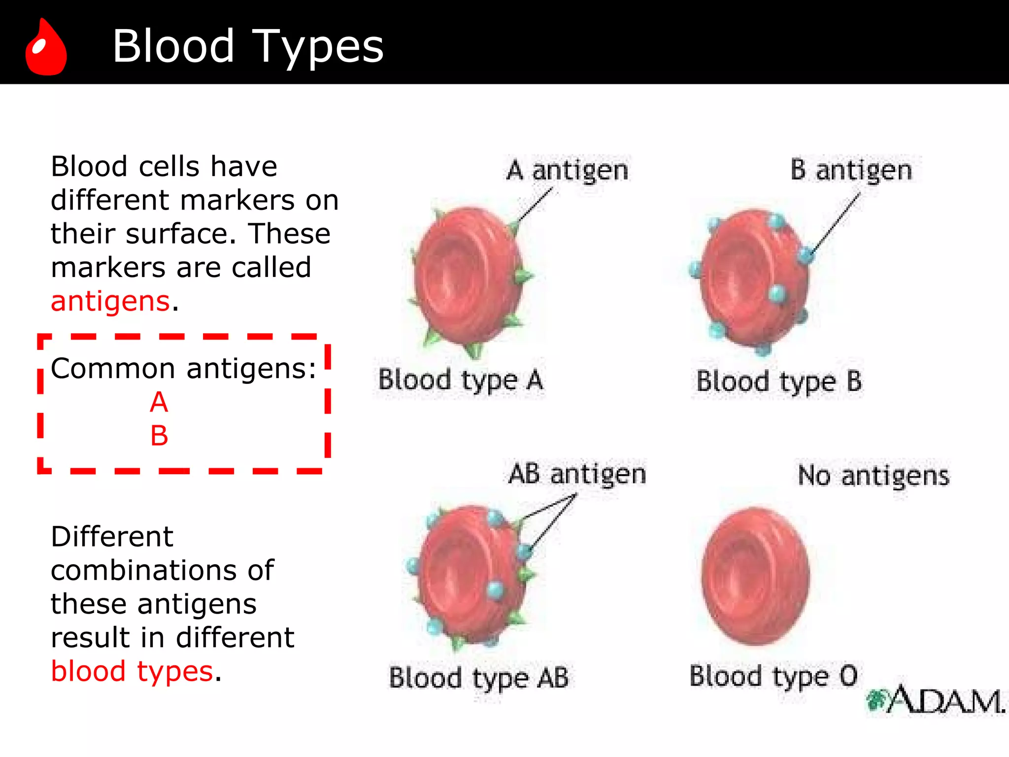 08 blood types | PPT