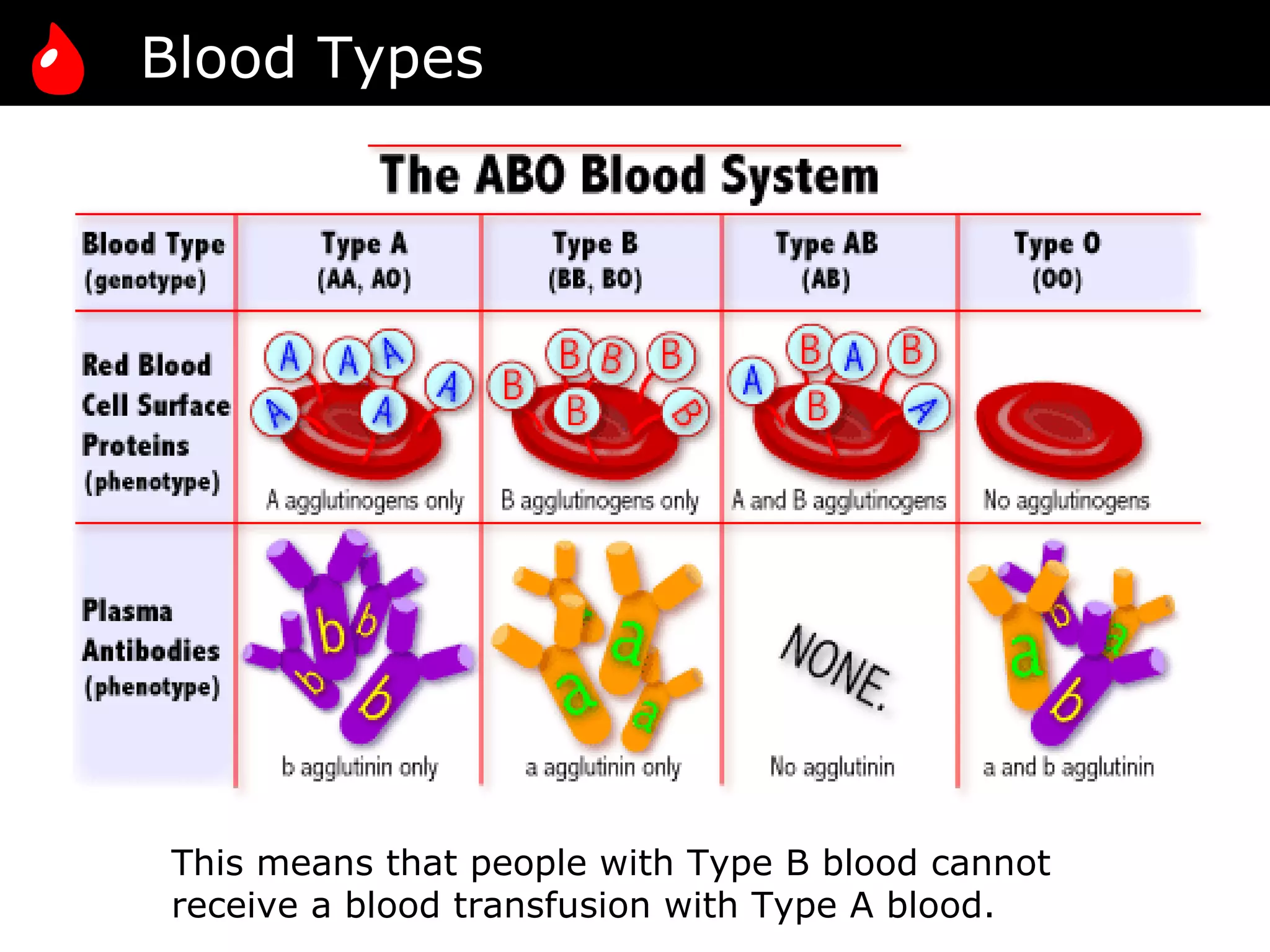 08 blood types | PPT