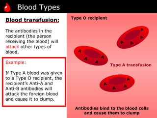 08 blood types | PPT