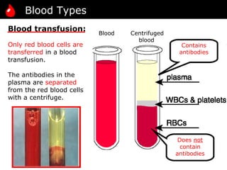 08 blood types | PPT