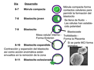 08 desarrollo embrionario y placentaci%f3n fina | PPT