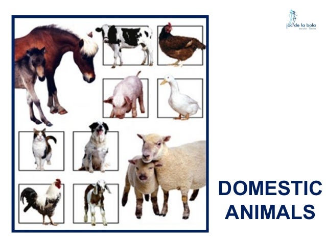 DOMESTIC ANIMALS - WILD ANIMALS