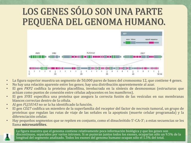 El Genoma Humano | PPT