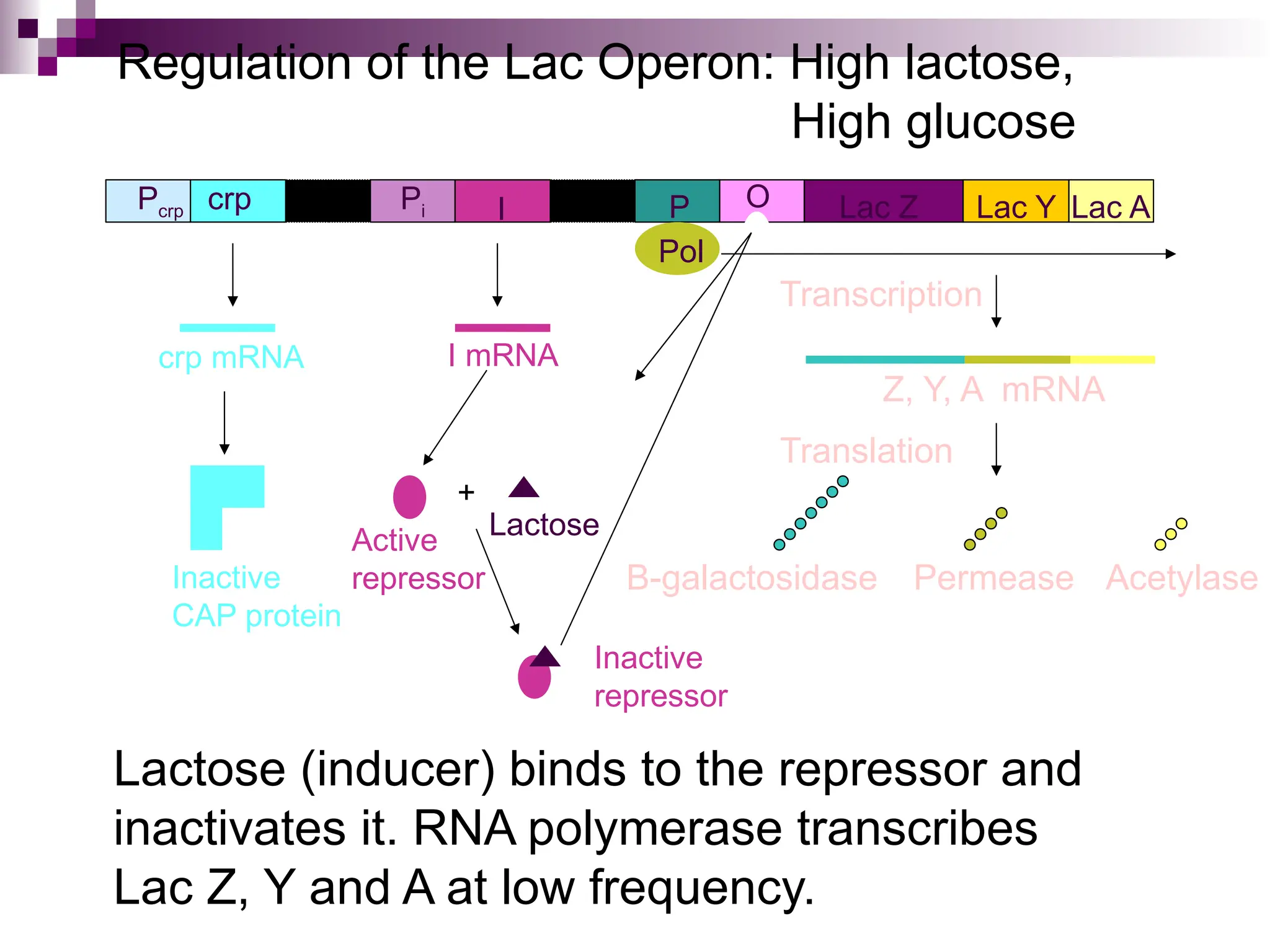 08-lac-lactose operon molecular OPERON-3.pptx