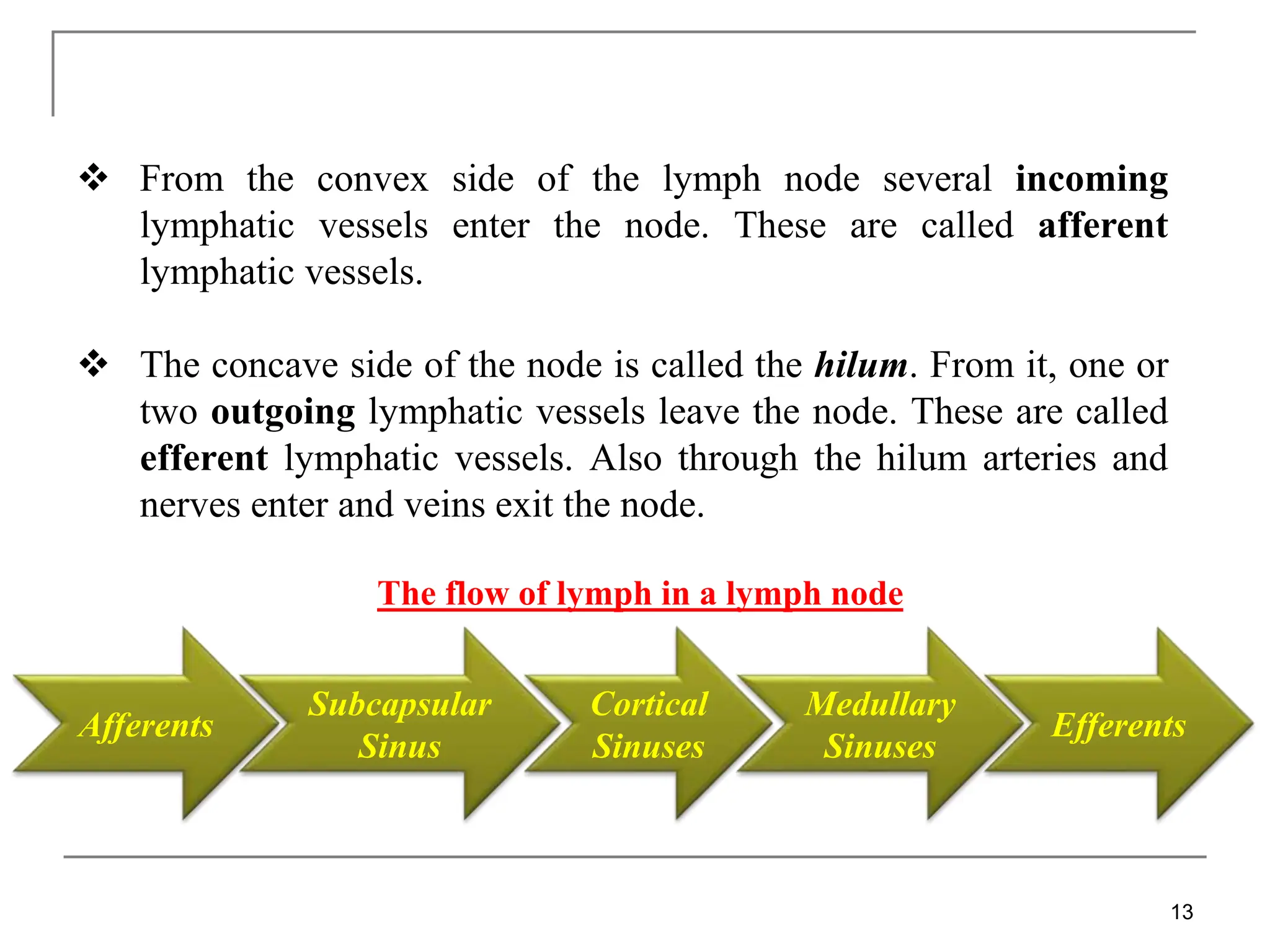 The Lymphatic System and Its Functions on Human Body | PPTX