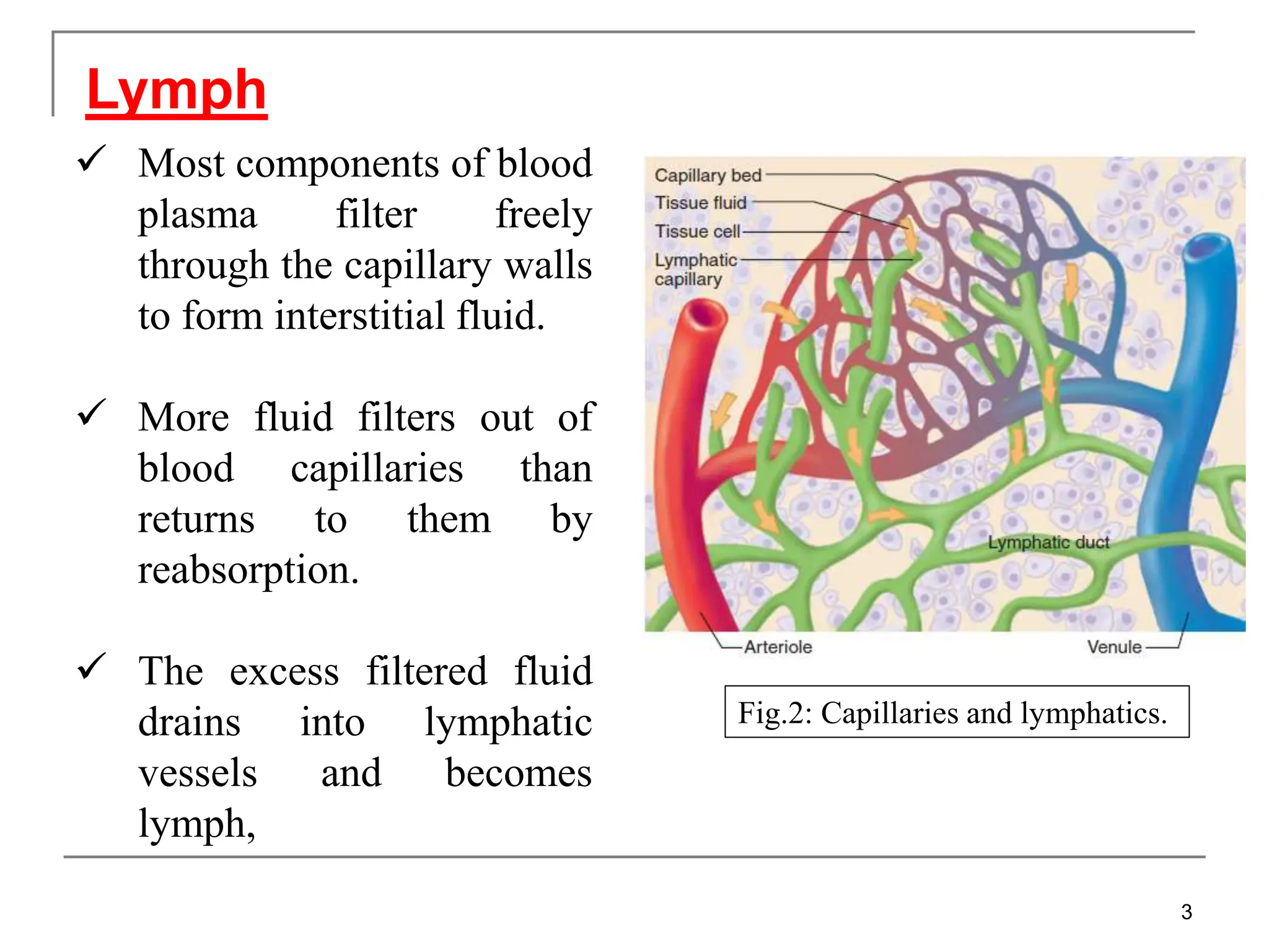 The Lymphatic System and Its Functions on Human Body | PPTX