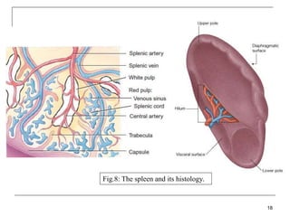 The Lymphatic System and Its Functions on Human Body | PPTX