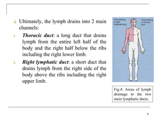 The Lymphatic System and Its Functions on Human Body | PPTX