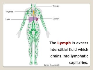 Understanding the Structure and Function of the Lymphatic System in ...