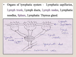 Understanding the Structure and Function of the Lymphatic System in ...