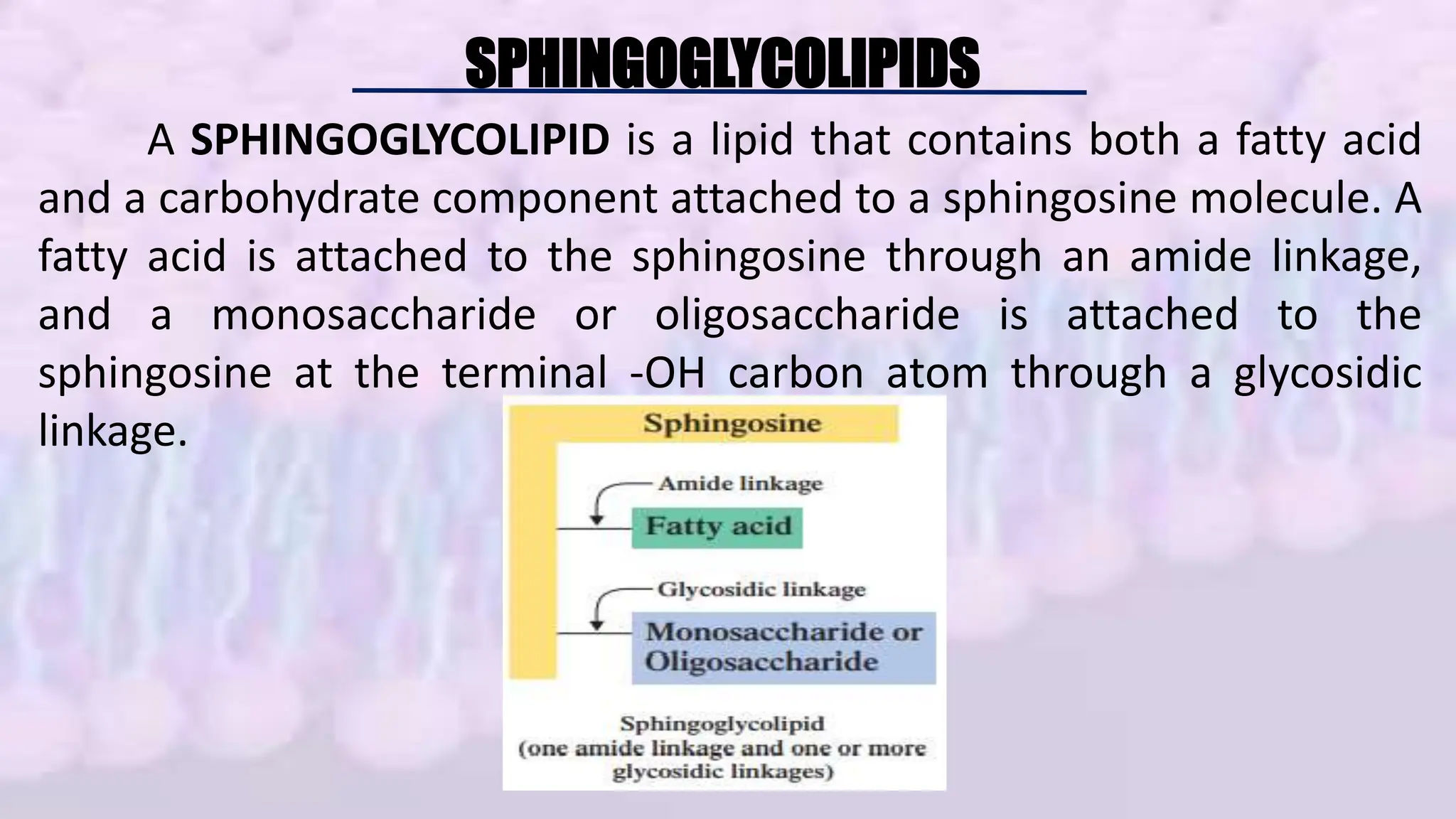 08-Membrane-Lipids.pptx powerpoint presentation | PPTX