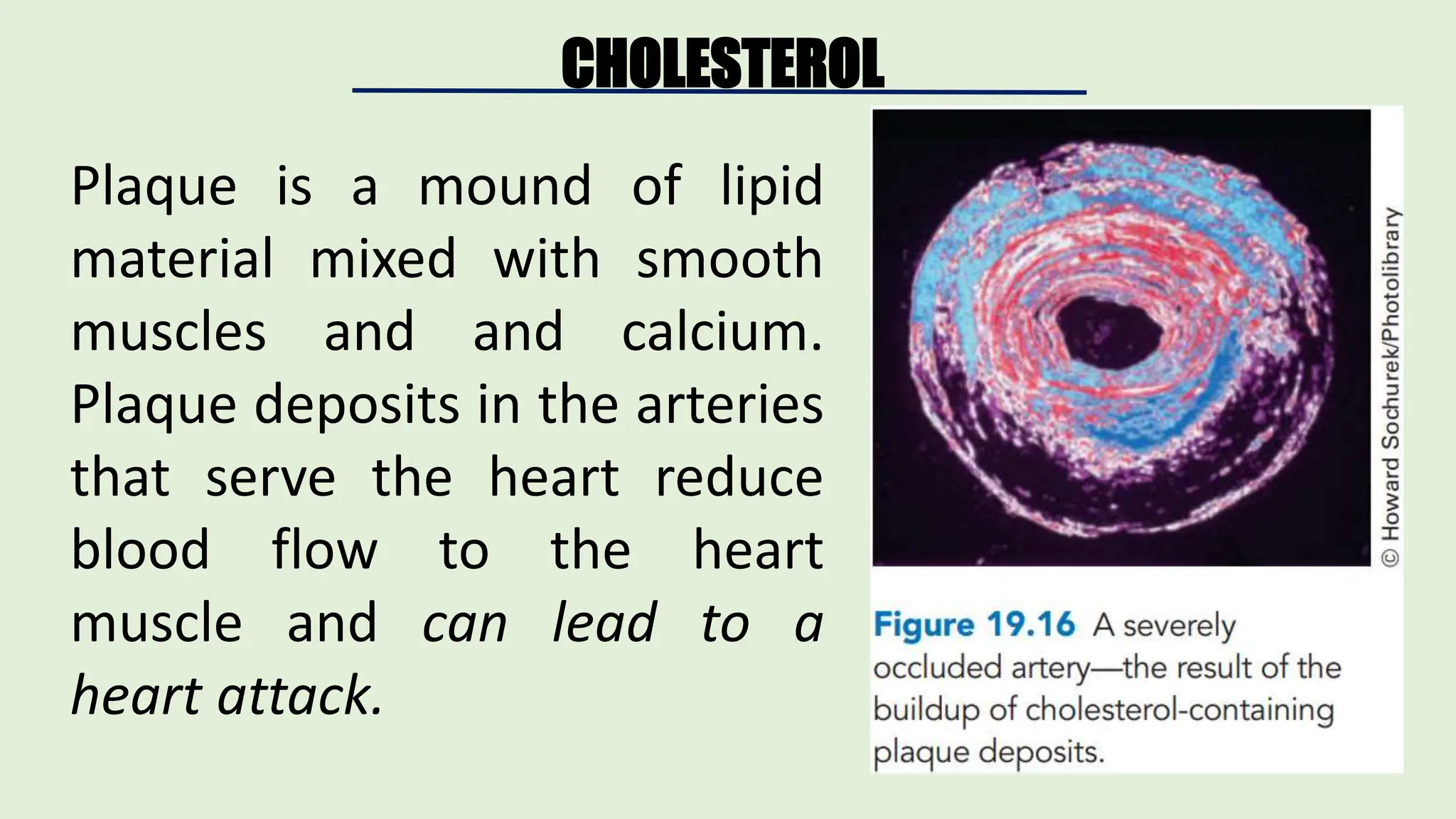08-Membrane-Lipids.pptx powerpoint presentation | PPTX
